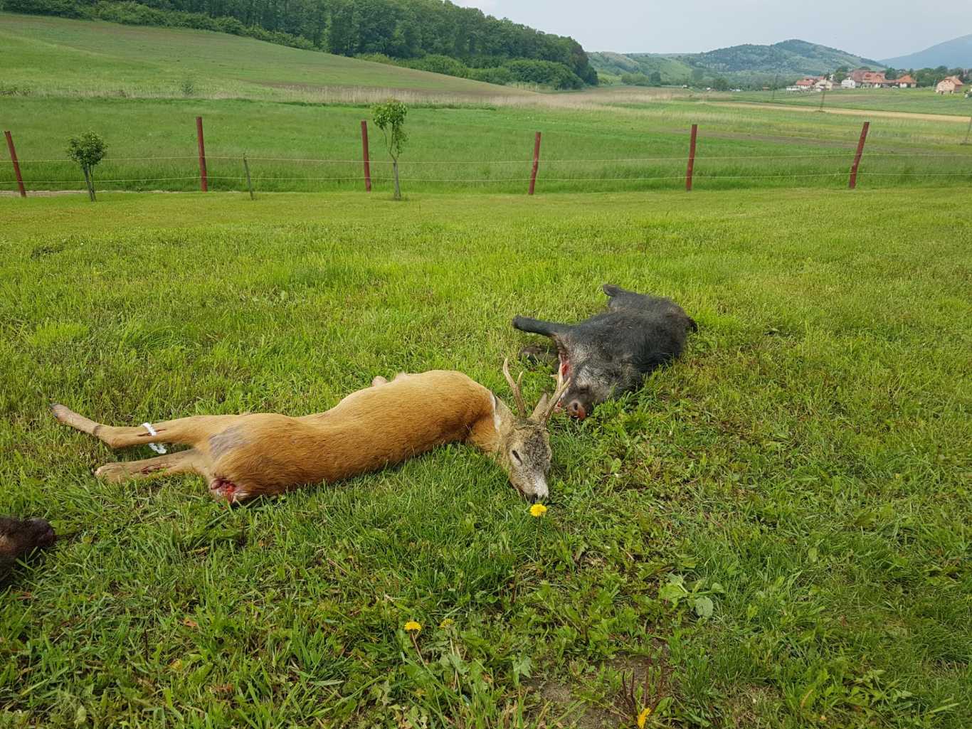 The best hunting and game photos - Hunting in Hungary