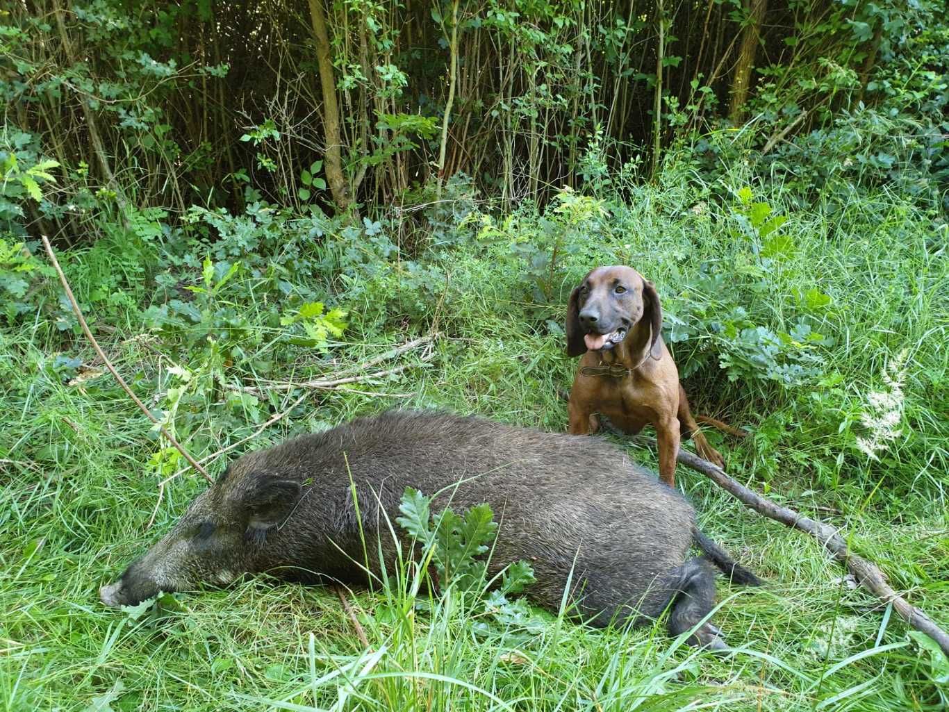 The best hunting and game photos - Hunting in Hungary