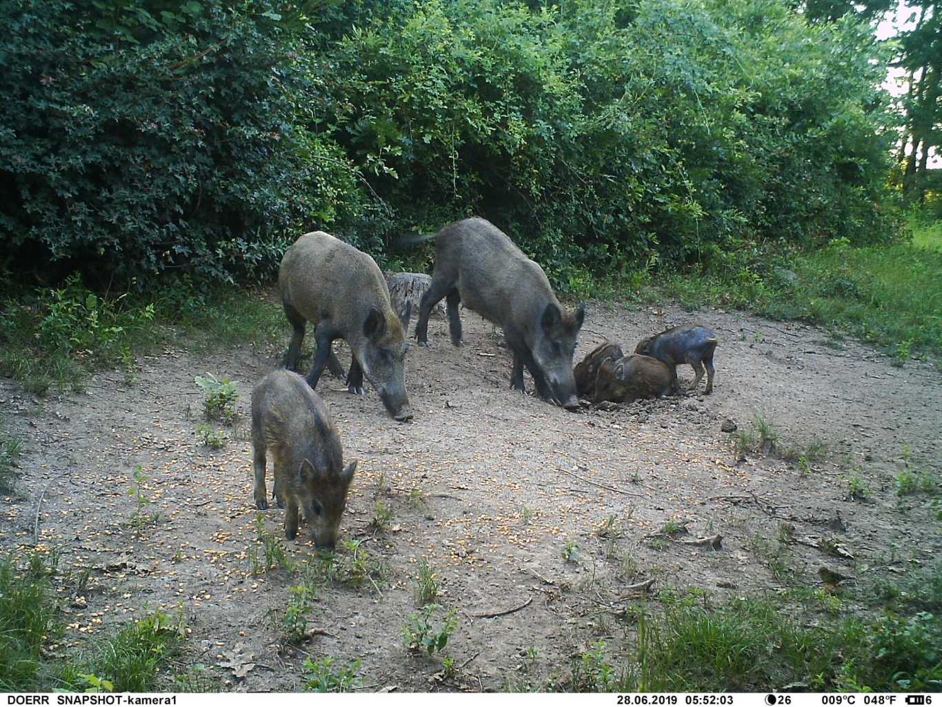 The best hunting and game photos - Hunting in Hungary