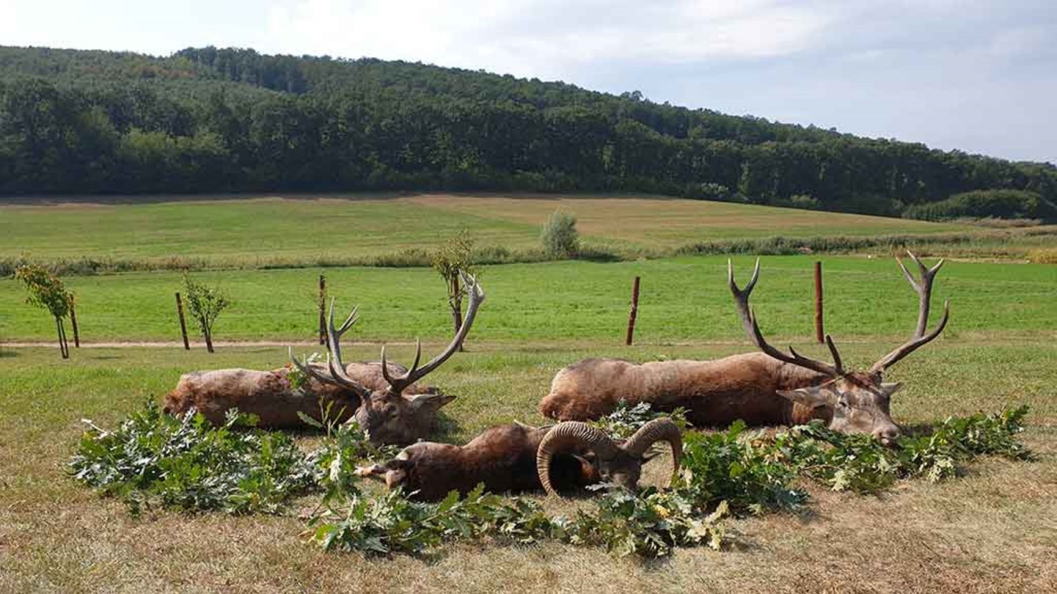 Hunting packages – Hunting in Hungary