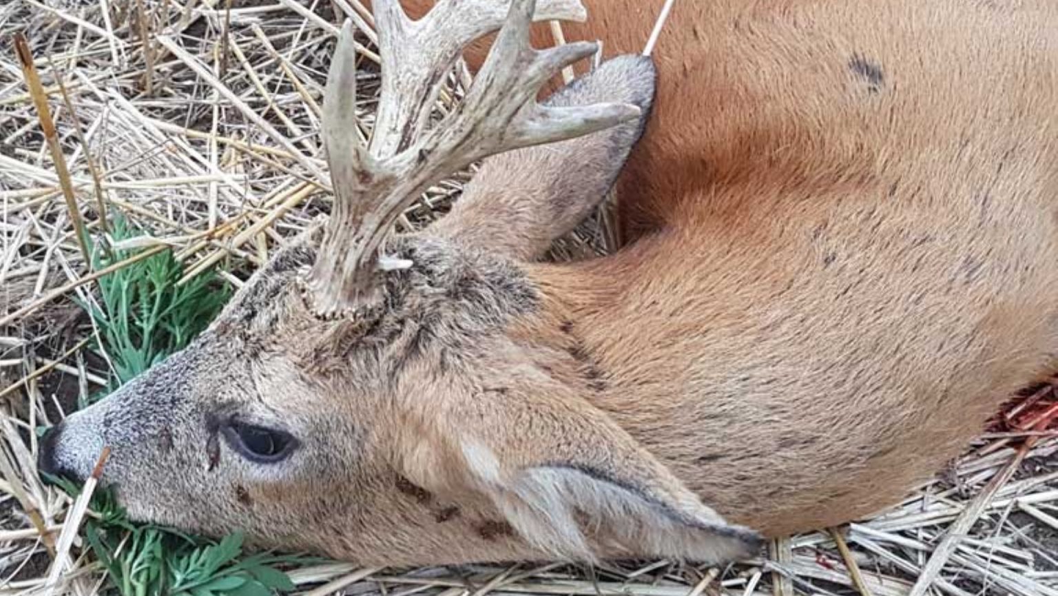 Hunting in Hungary – Find the perfect hunt