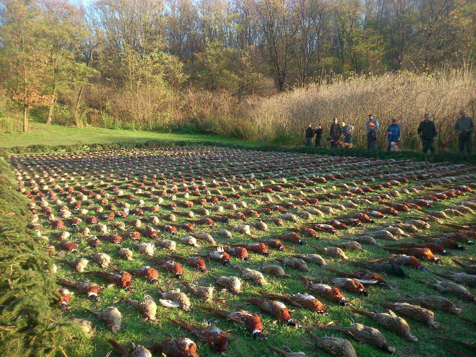 Hunting in Hungary – Find the perfect hunt