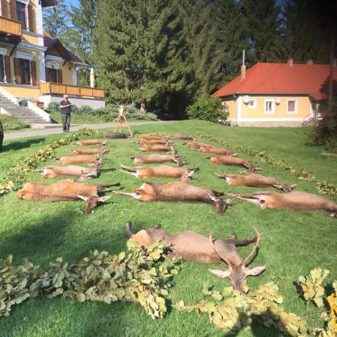 Special offers – Hunting in Hungary